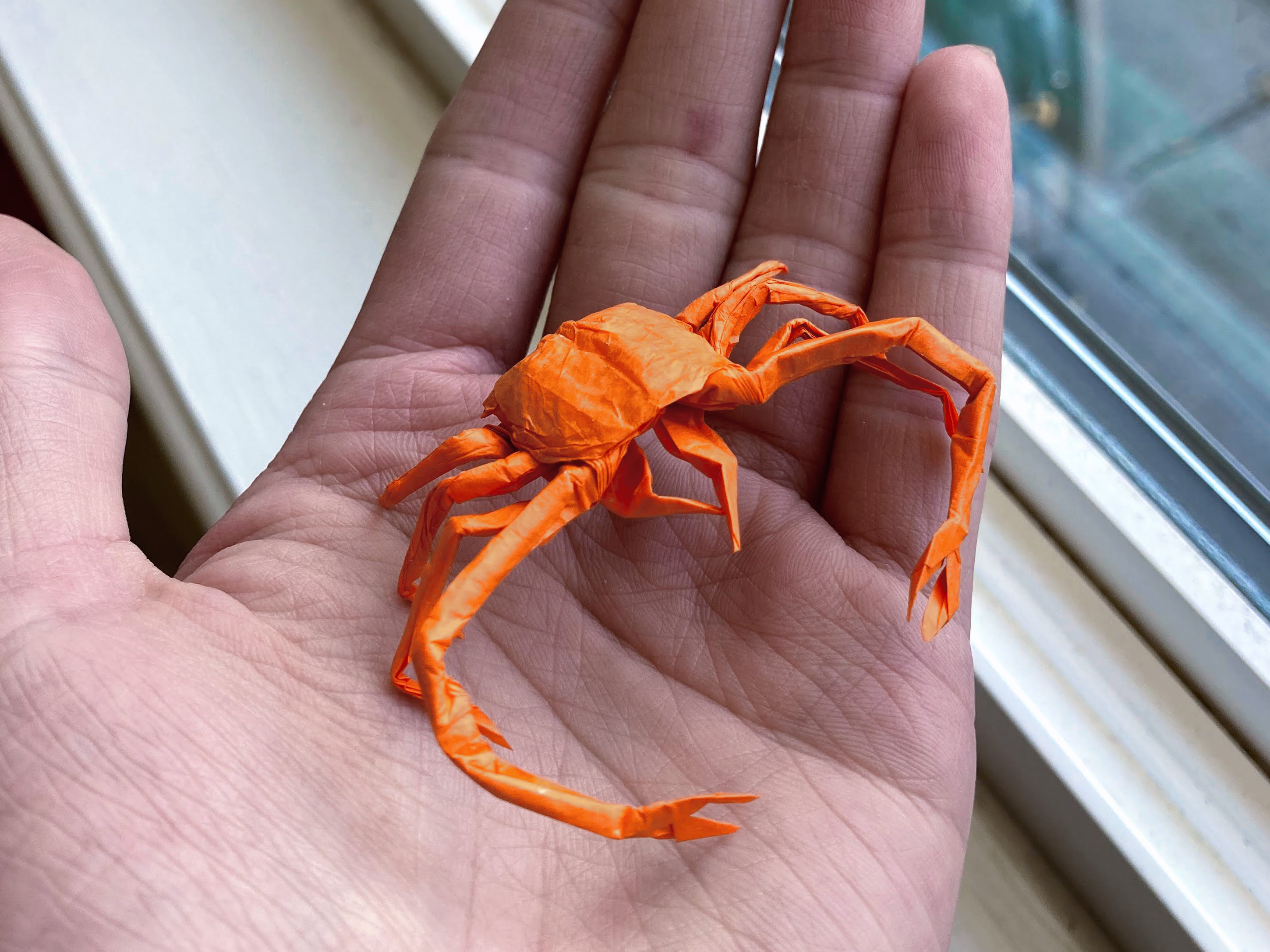 Japanese Spider Crab